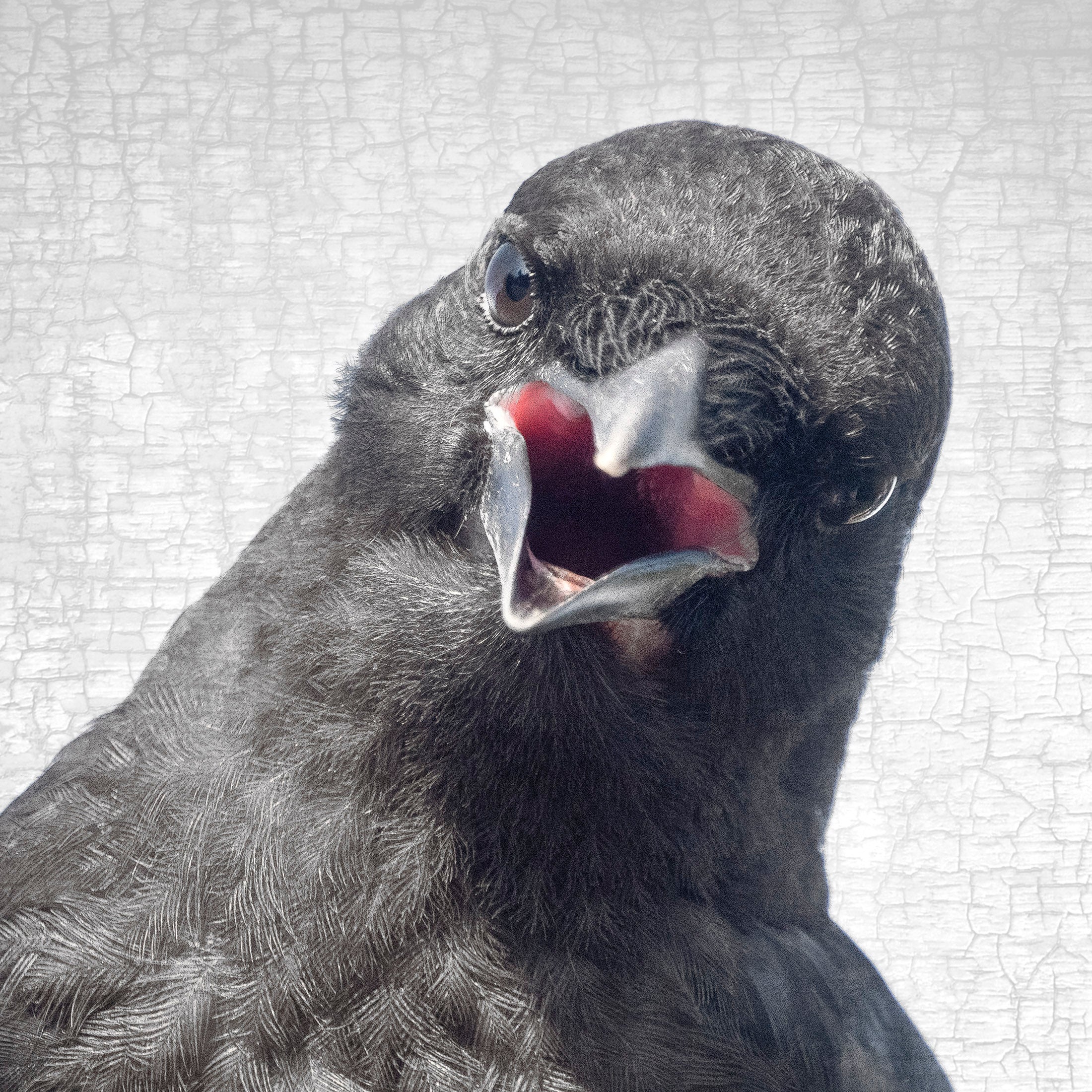 Baby Crows & Ravens - Fine Art Prints & Wall Art by June Hunter