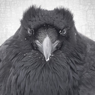 How to Make Friends with Crows 🥜 Tips from Photographer June Hunter