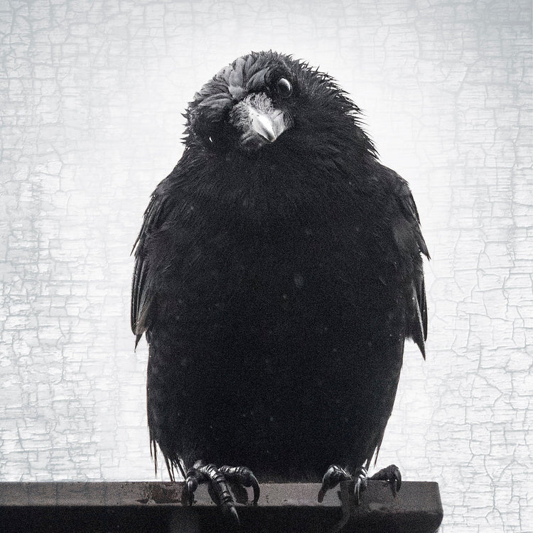 Bird Print Cushion Covers - Crow, Raven, Garden Bird - by June Hunter