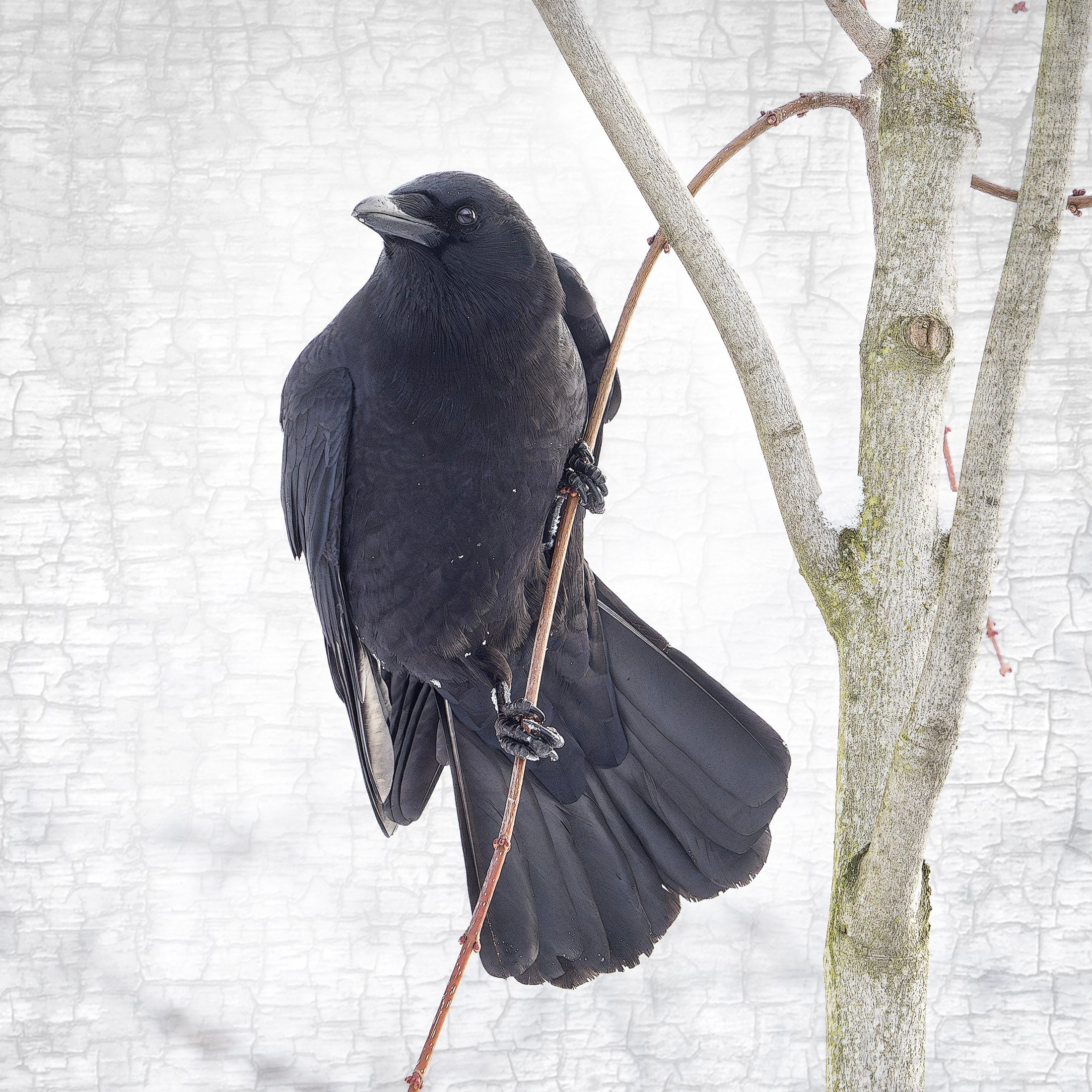 The Crow Helpline