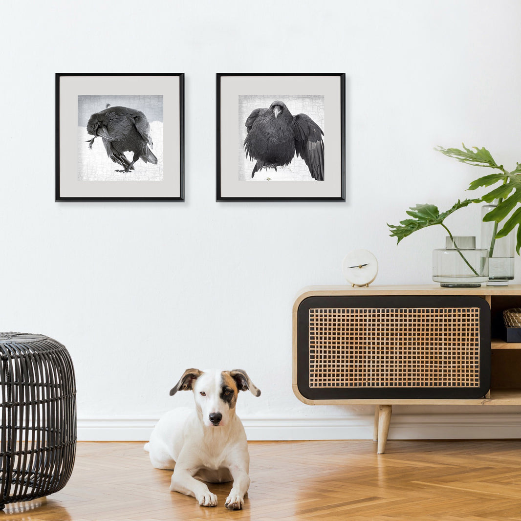 Raven Art: Prints & Wall Art by June Hunter