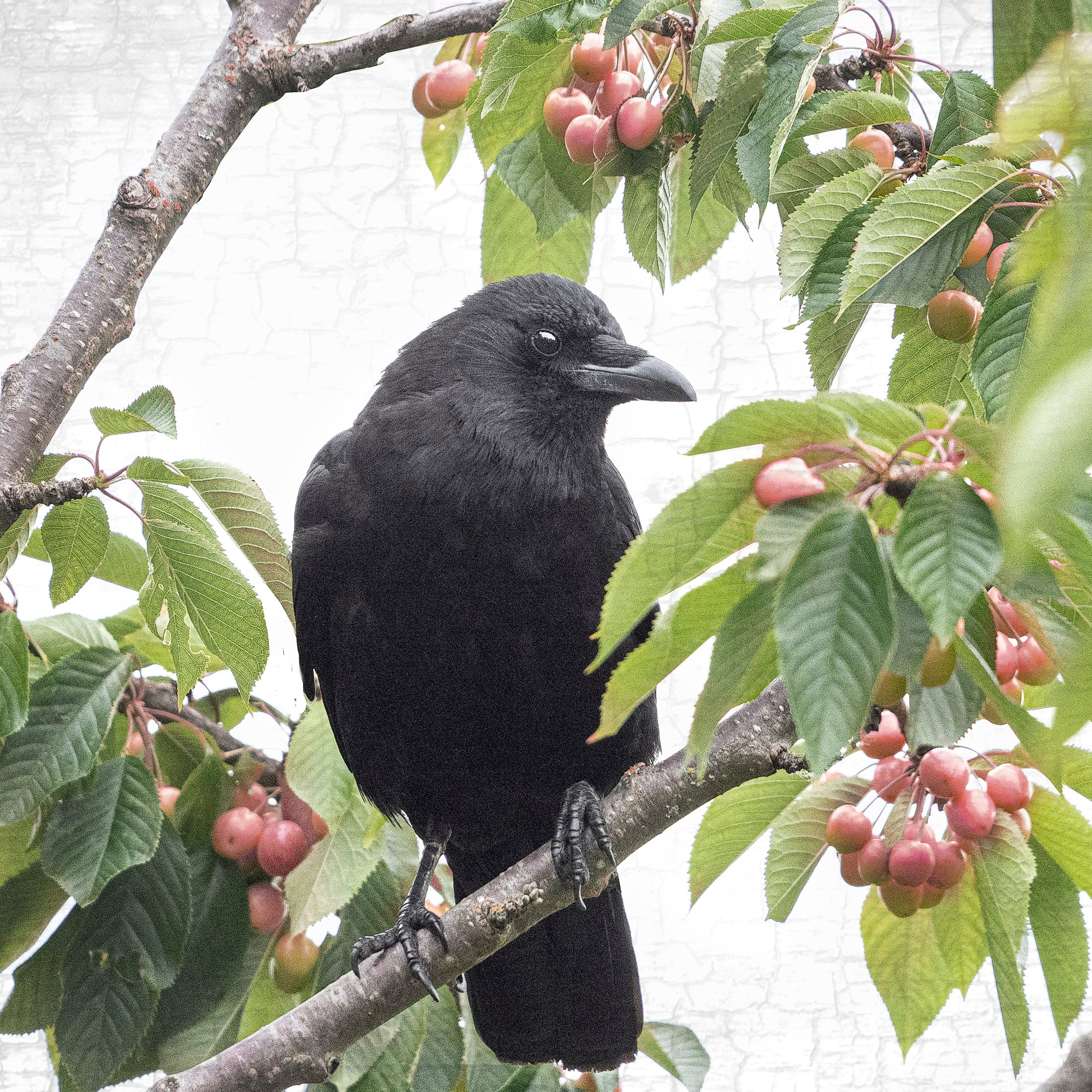 Fine Art Prints by June Hunter | Photography