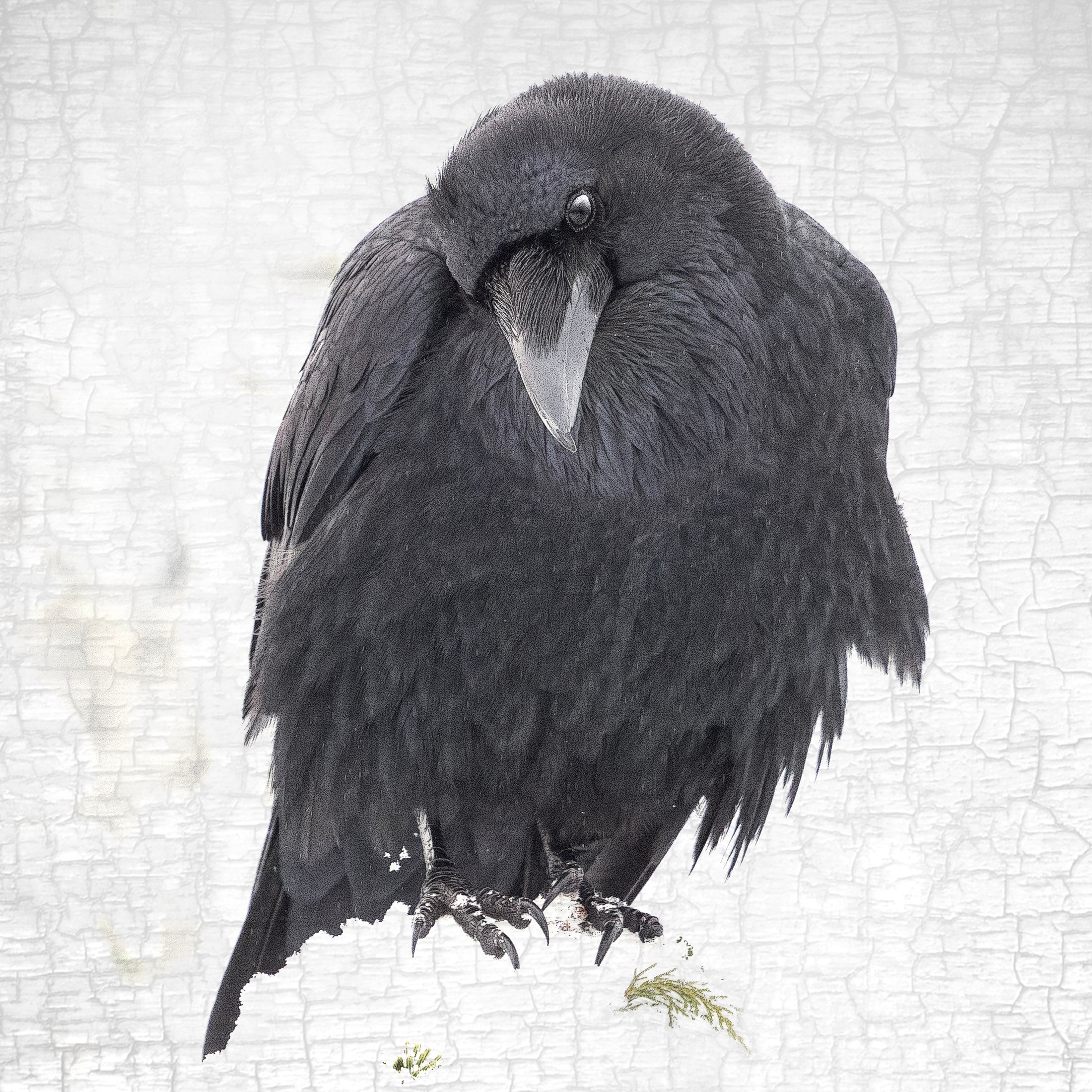 Raven Art: Prints & Wall Art by June Hunter