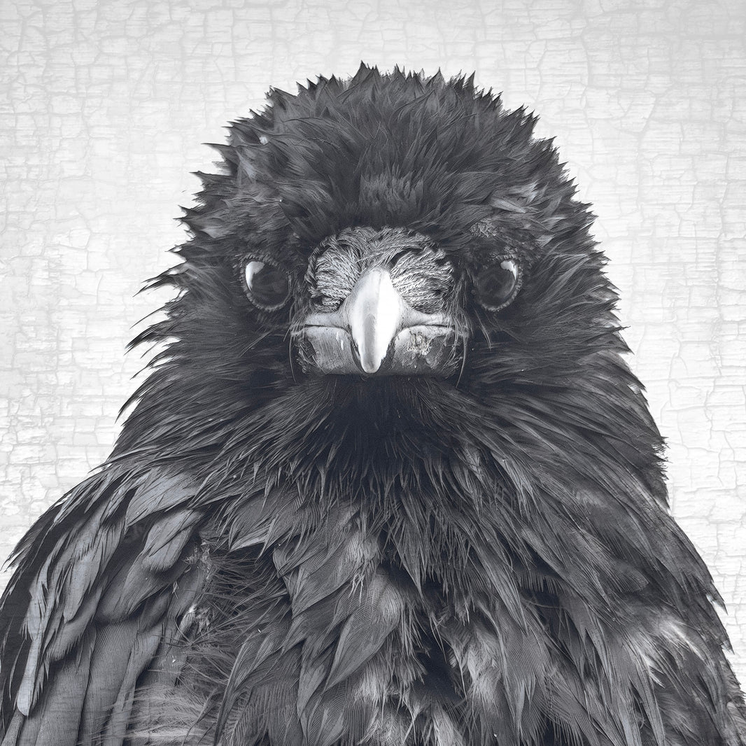 Fine Art Crow Prints Photography | Crow Characters by June Hunter