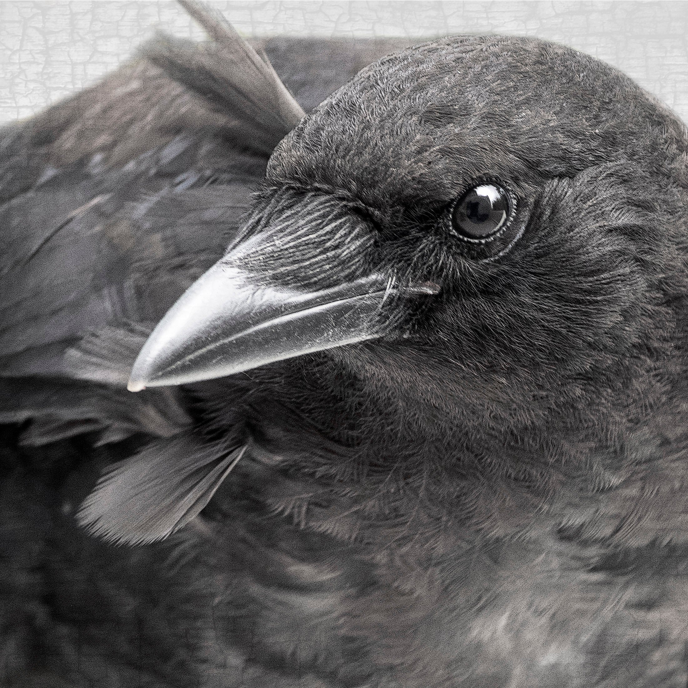 FIRST SUMMER - Fine Art Print, Crow Portrait Series