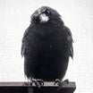 PHILOSOPHER CROW - Fine Art Crow Photography Print