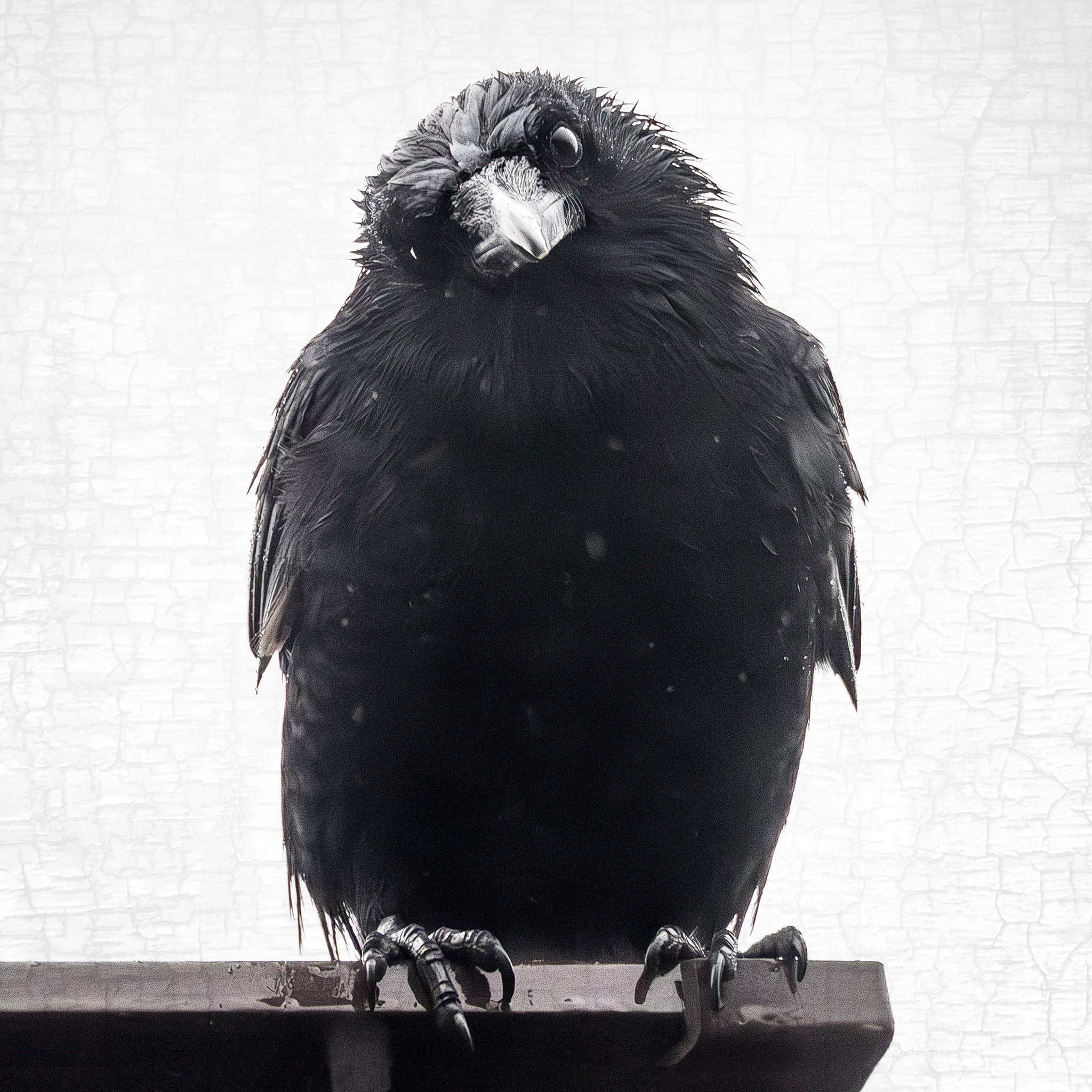 PHILOSOPHER CROW - Fine Art Crow Photography Print