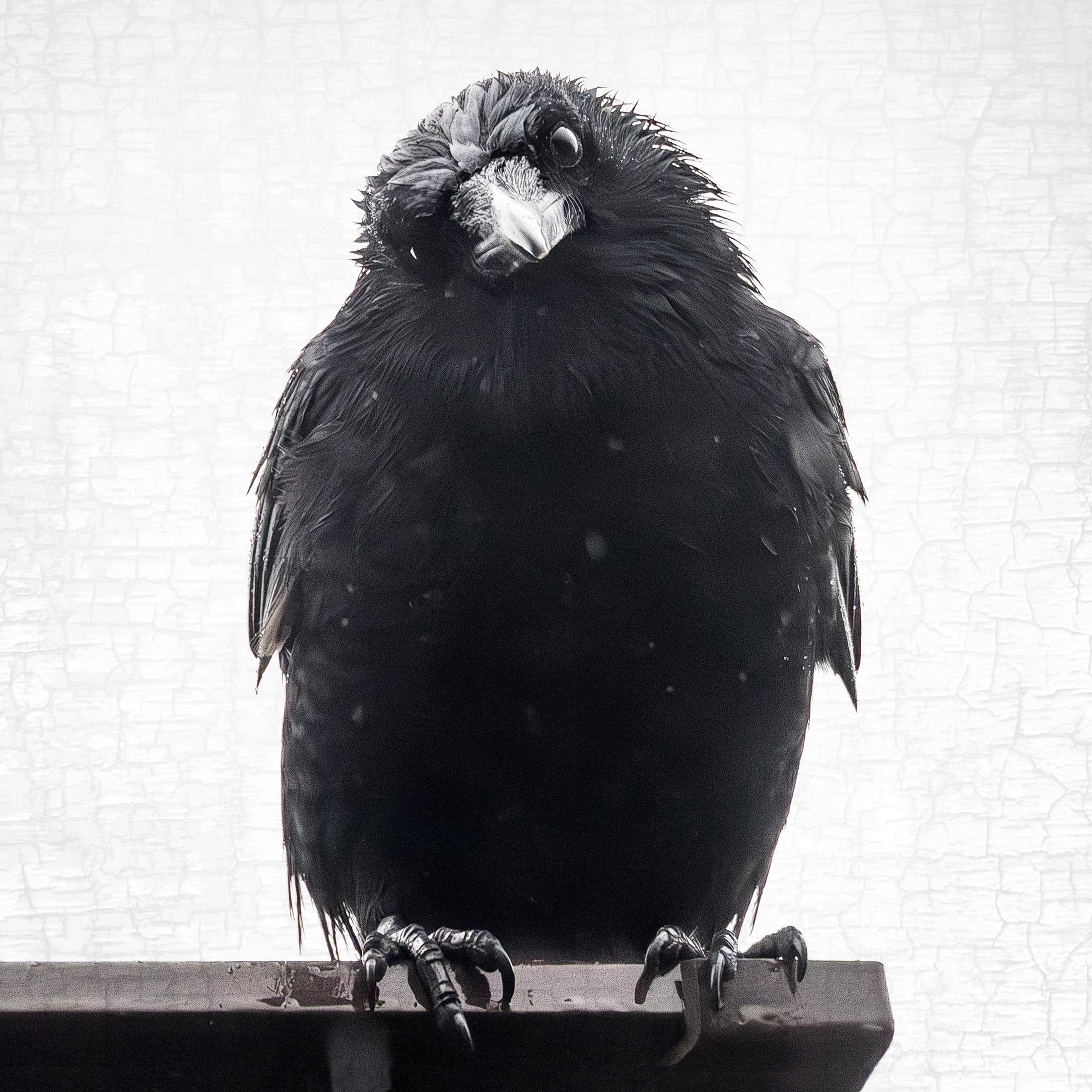 PHILOSOPHER CROW - Fine Art Crow Photography Print