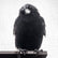 PHILOSOPHER CROW - Fine Art Crow Photography Print