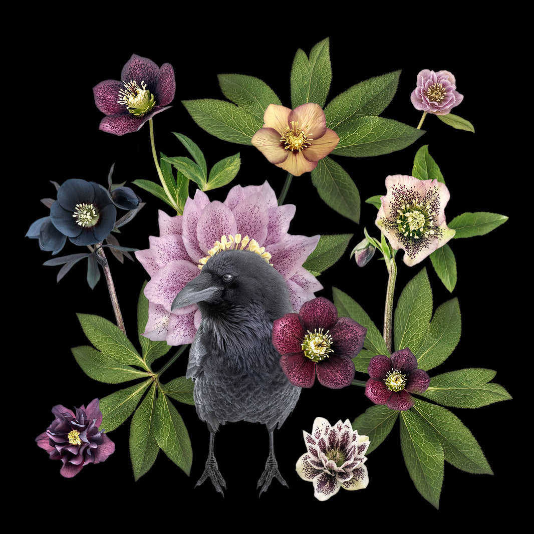 Raven Art: Prints & Wall Art by June Hunter