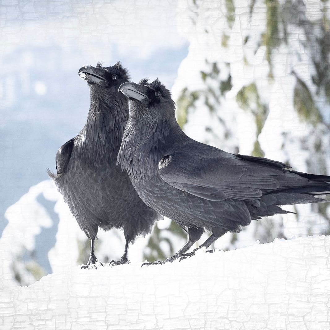 Raven Art: Prints & Wall Art by June Hunter