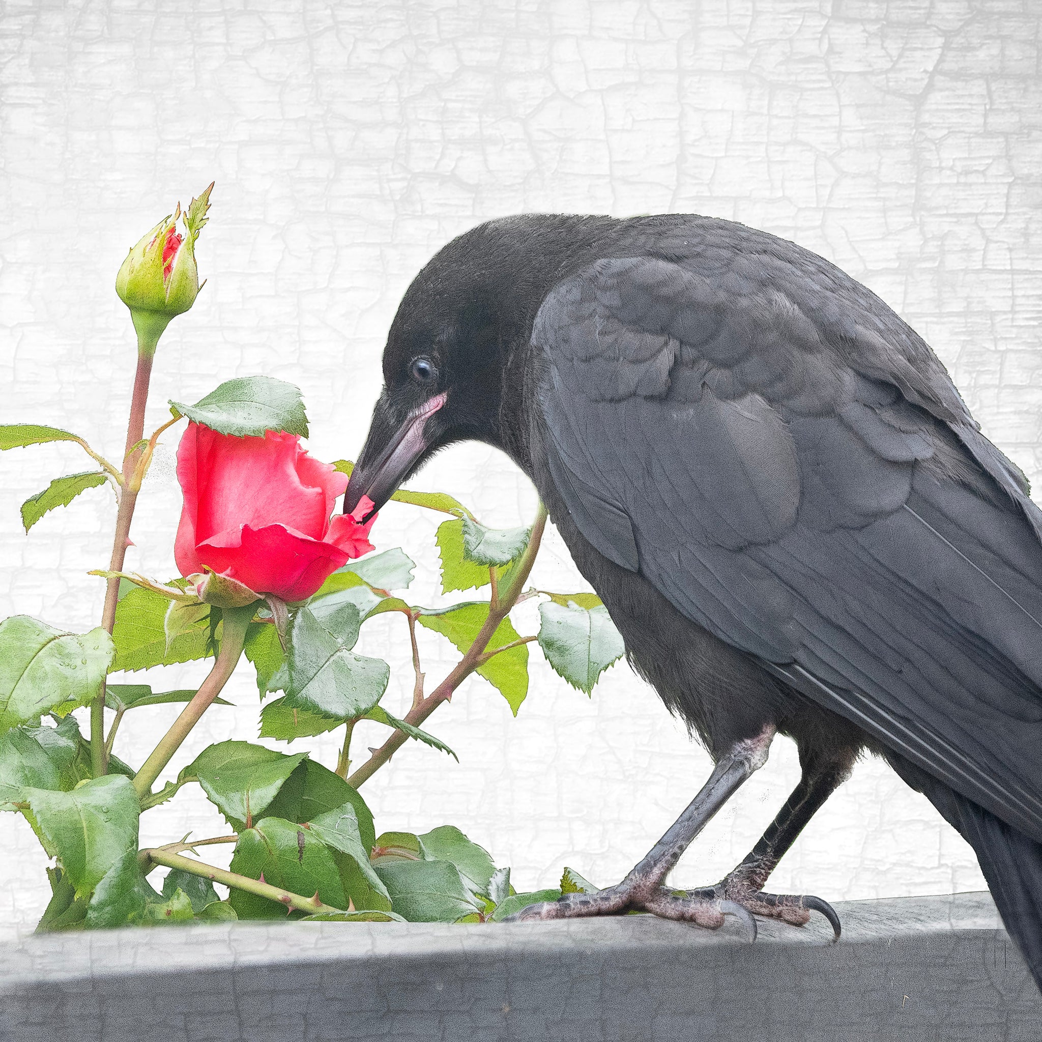 ROSE GARDEN CROW - Fine Art Print, Crow Portrait Series