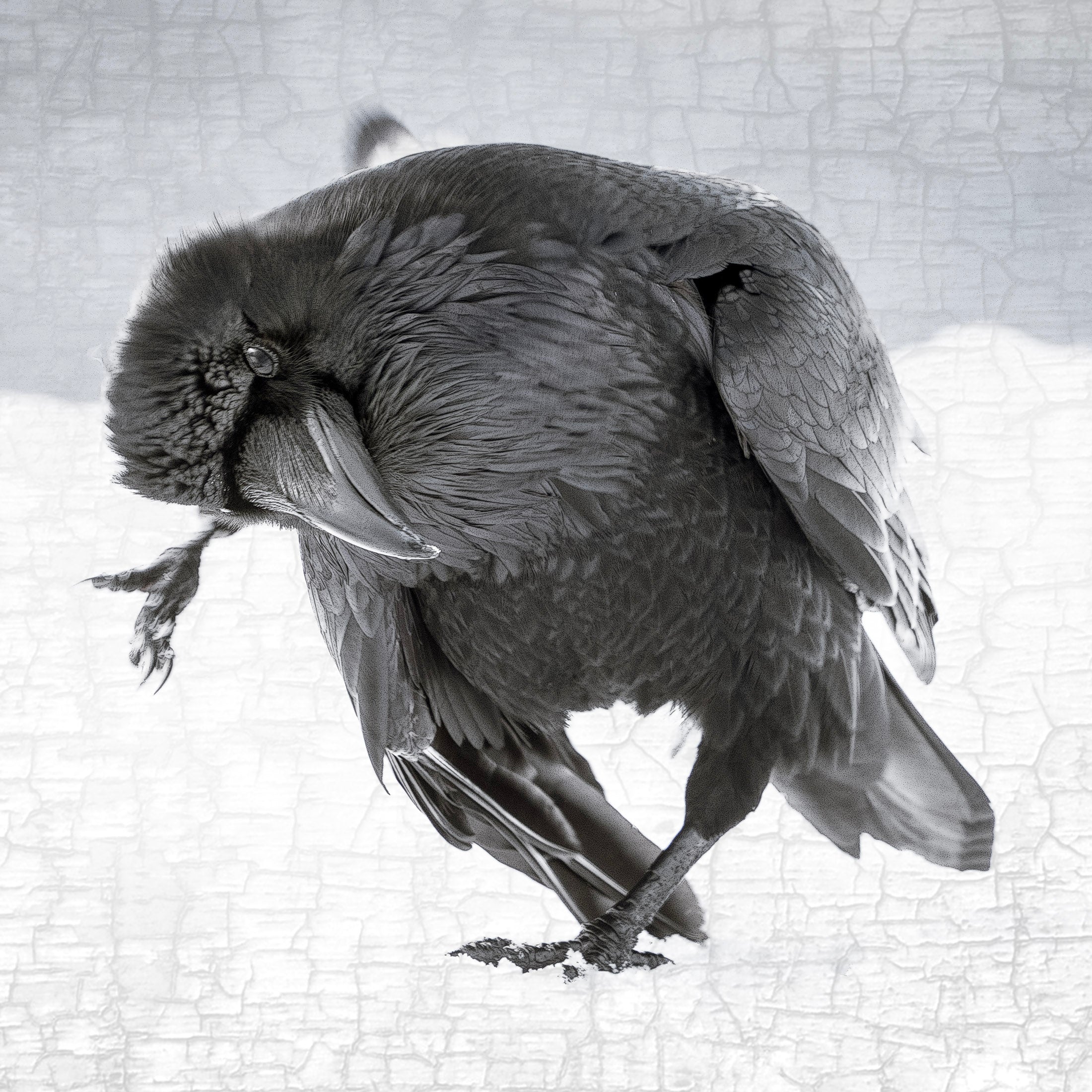 Raven Art Prints Wall Art By June Hunter raven-art-prints-wall-art-by-june-hunter
