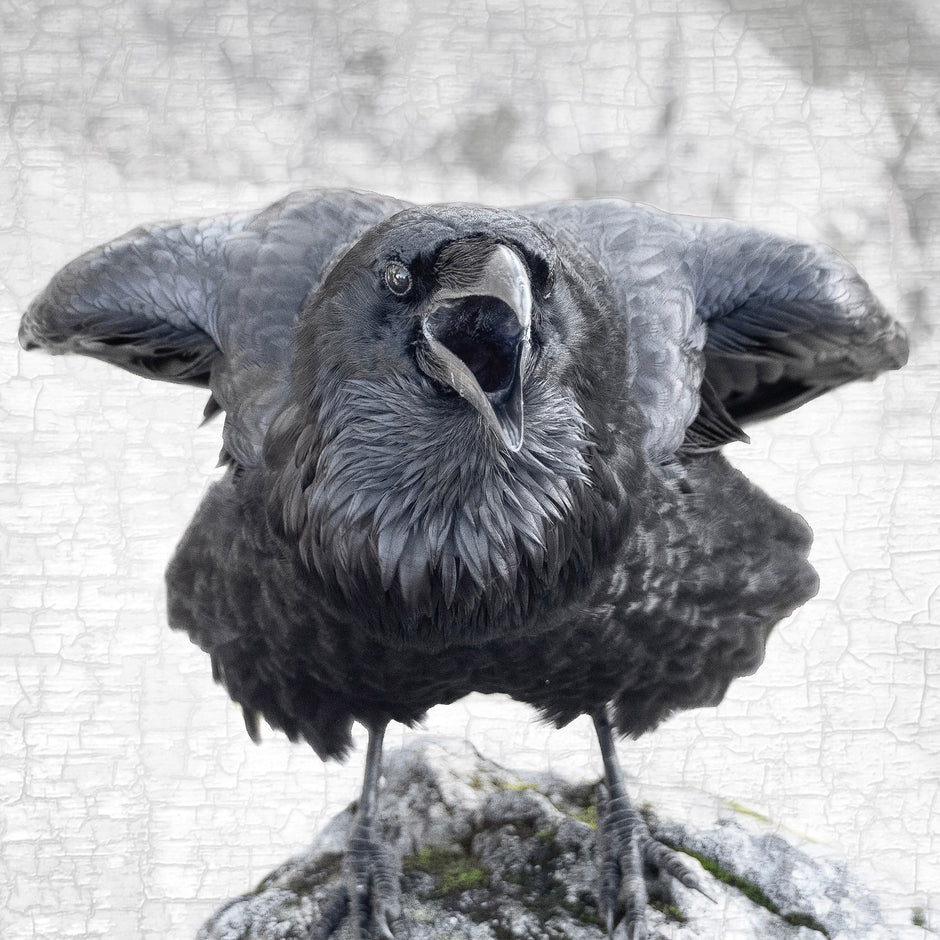 Raven Art: Prints & Wall Art by June Hunter