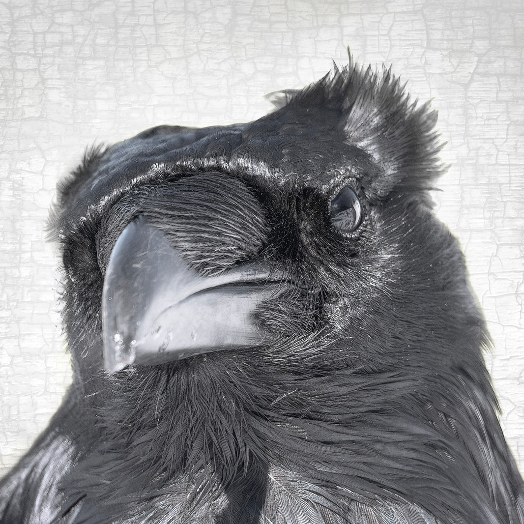 Raven Art: Prints & Wall Art by June Hunter