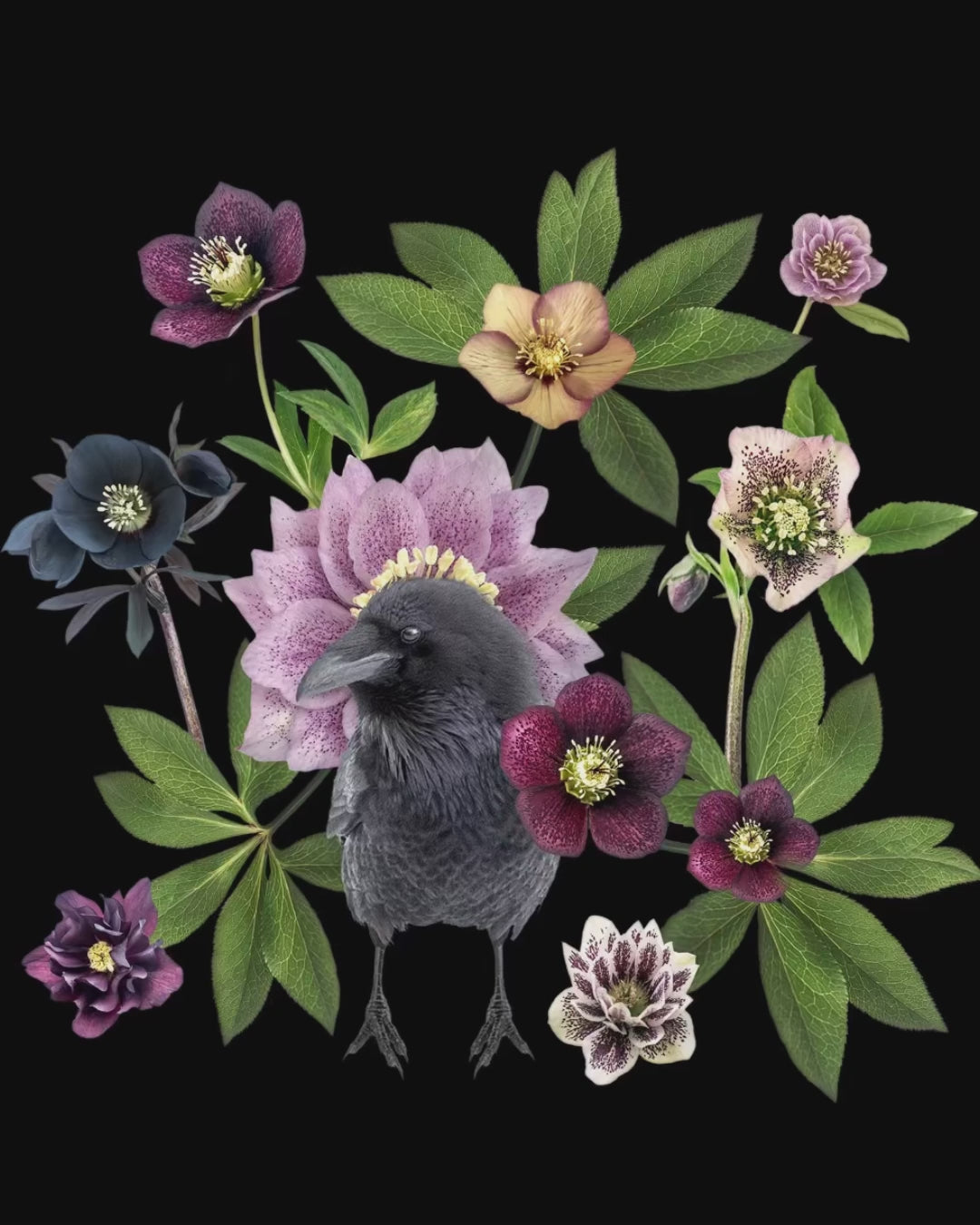 How to Make Friends with Crows 🥜 Tips from Photographer June Hunter