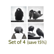 Nesting Season - Fine Art Crow Photography Print