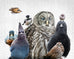 BIRDS OF JUDGEMENT — Fine Art Print, Judgemental Birds Collection
