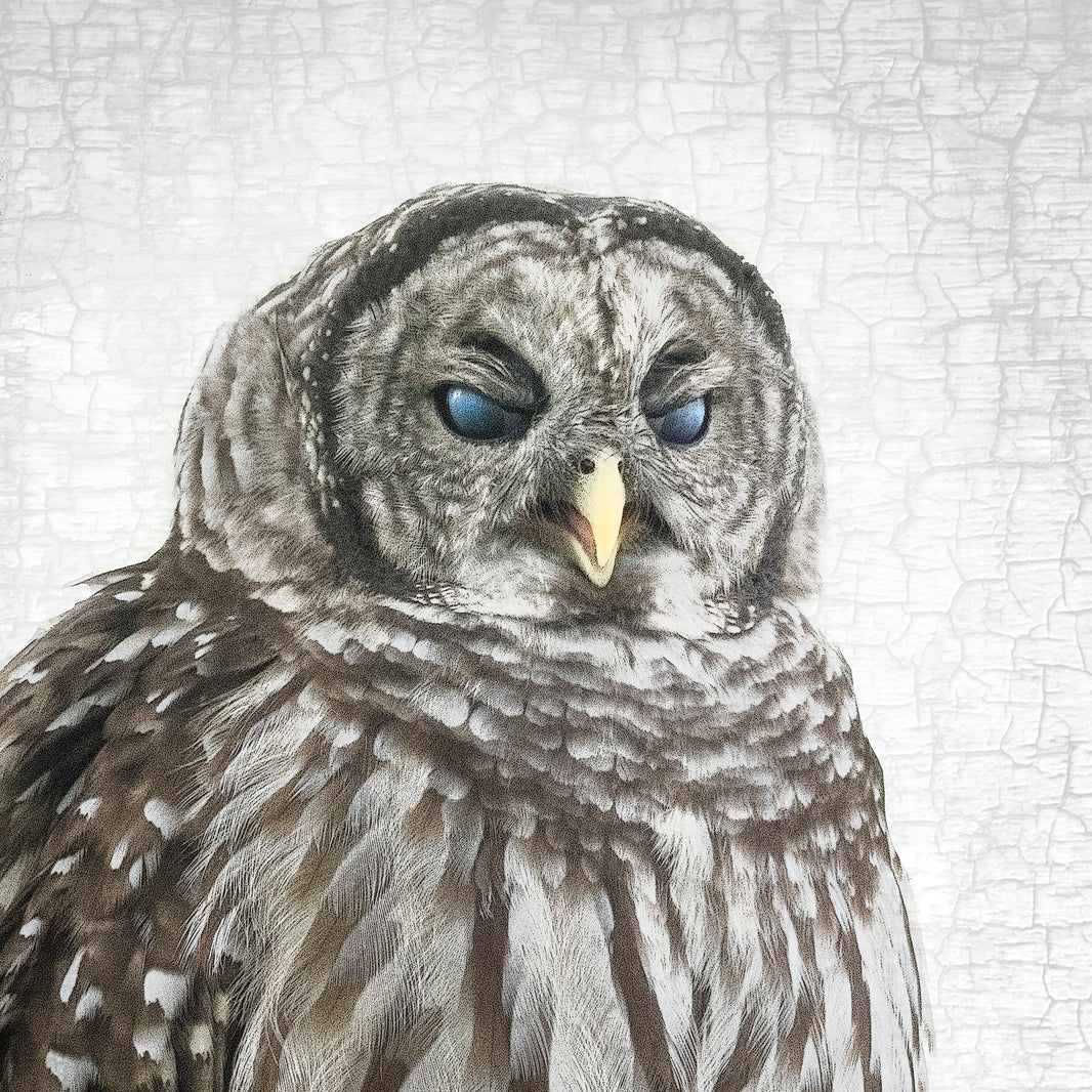 Fine Art Prints by June Hunter | Photography