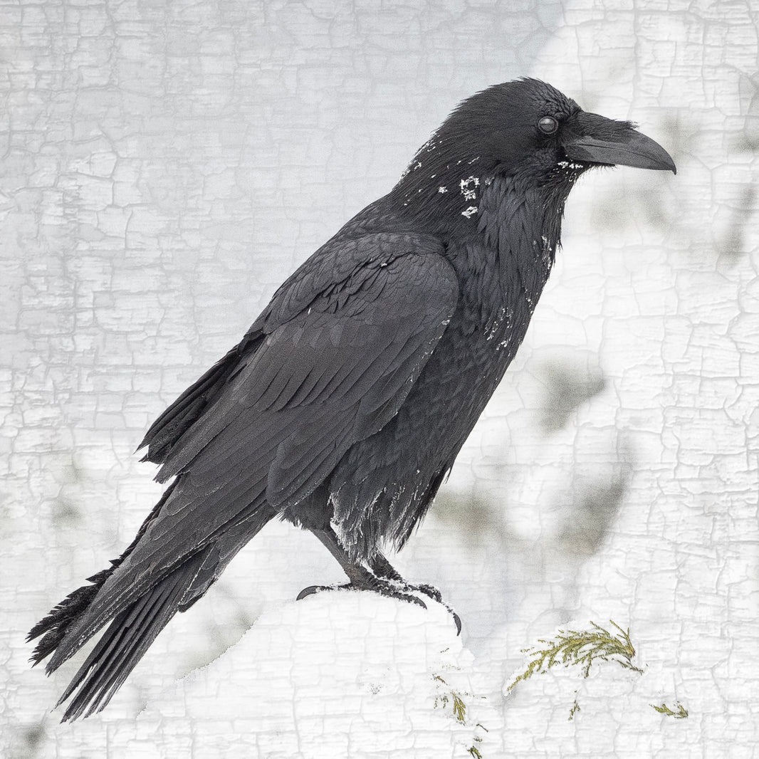 Raven Art: Prints & Wall Art by June Hunter
