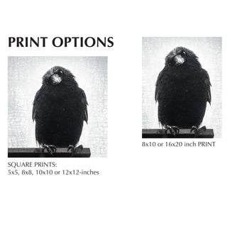 PHILOSOPHER CROW - Fine Art Crow Photography Print