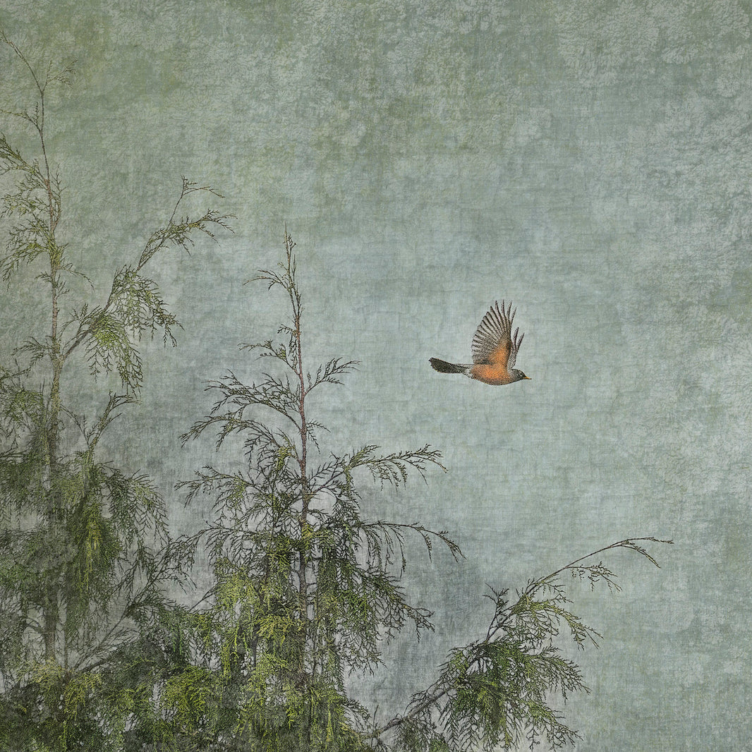 Fine Art Prints by June Hunter | Photography