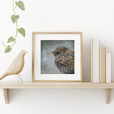 COMMON STARLING - Fine Art Print, Garden Birds Series