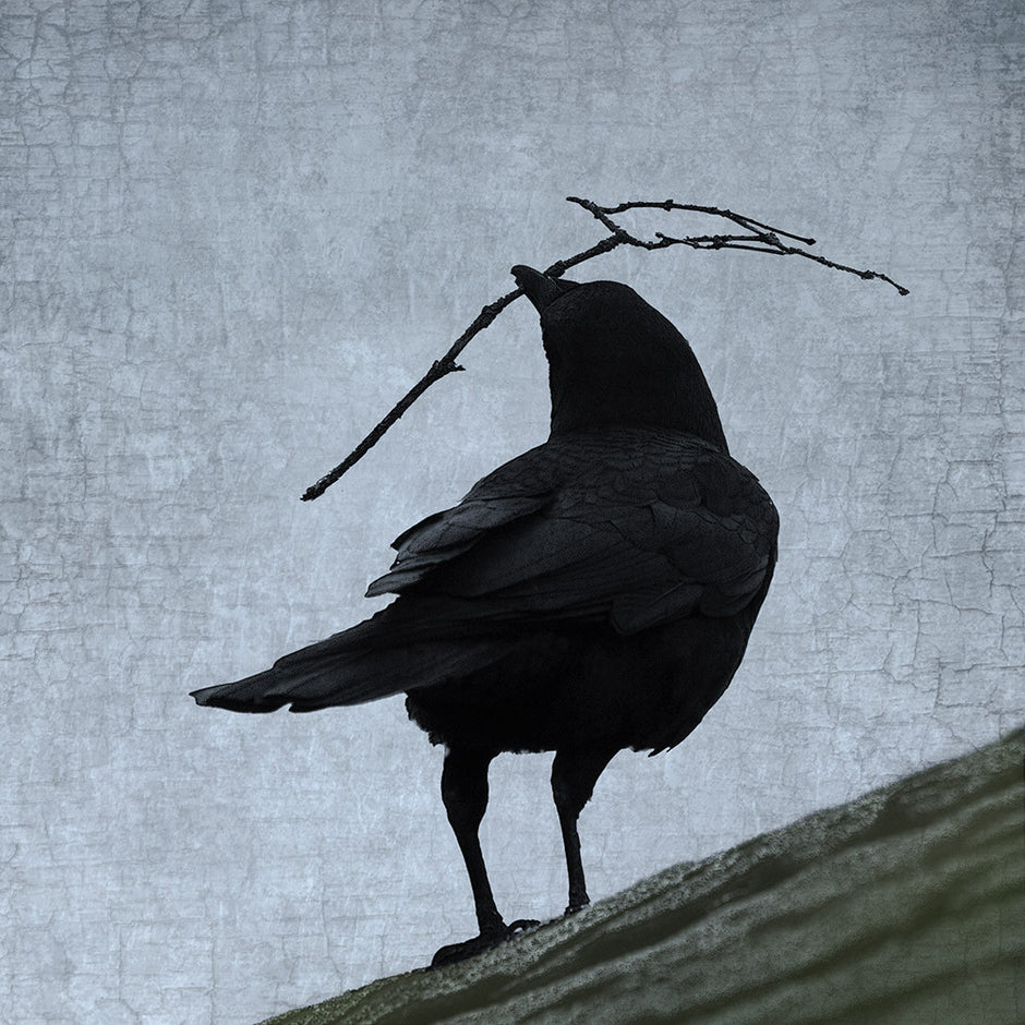 CROW AND RAVEN SOUNDS