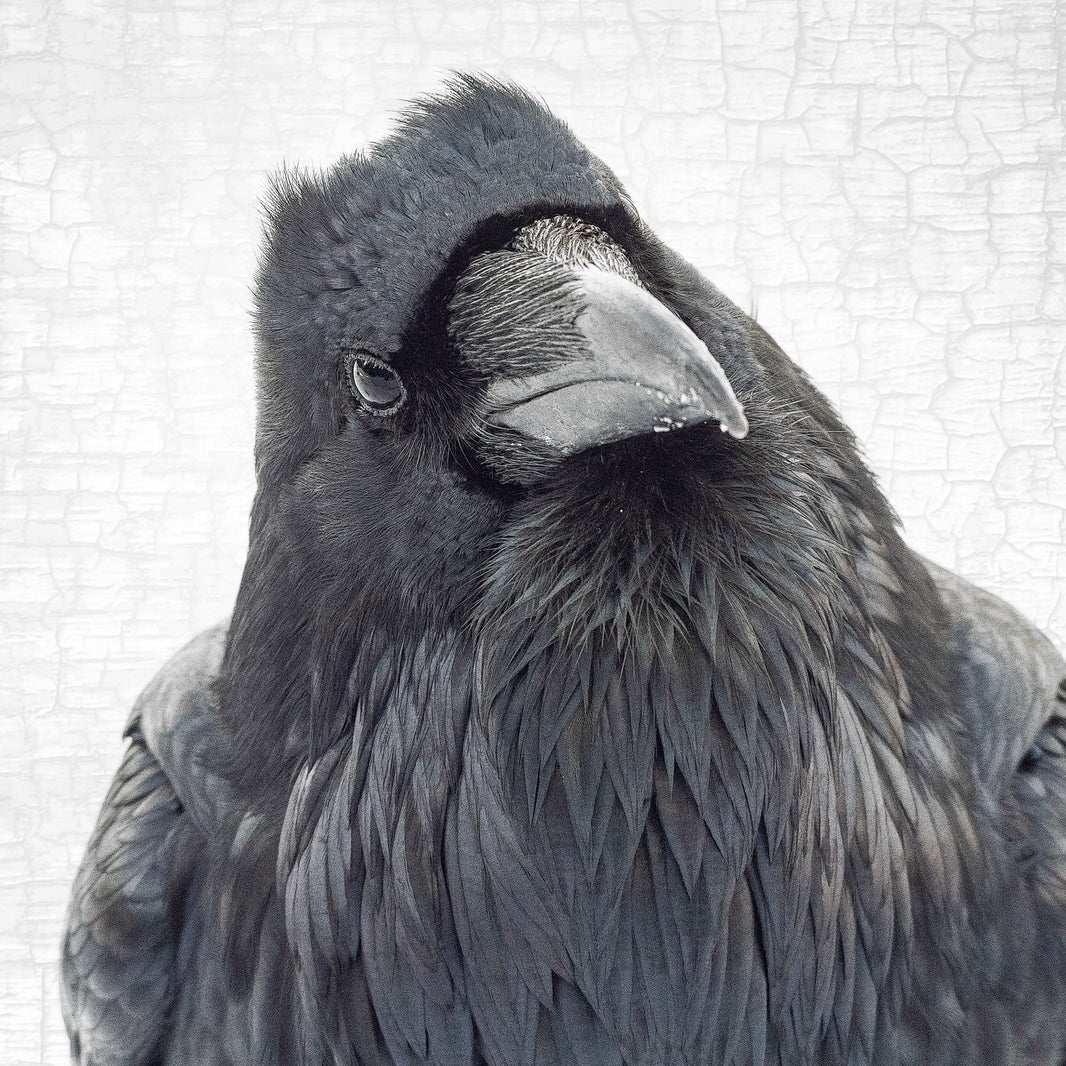 Raven Art: Prints & Wall Art by June Hunter