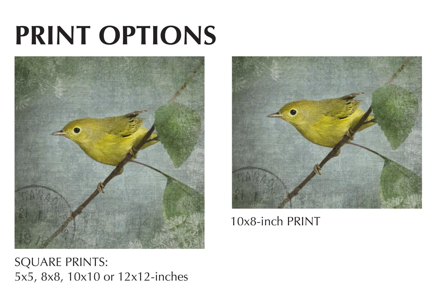 ORANGE CROWNED WARBLER - Fine Art Print, Garden Birds Series